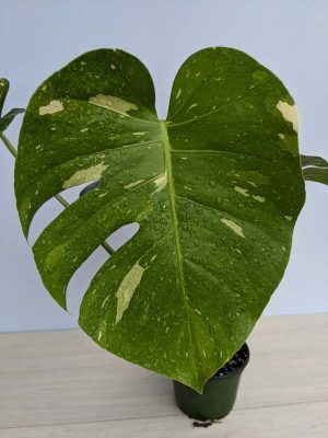 Monstera – Kens Philodendrons