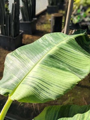 XL MOJITO Variegated Dwarf Namwah Thai Banana Tree (musa namwah ...