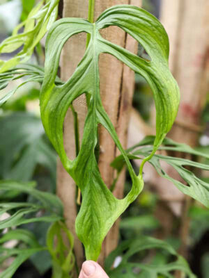 RARE Monstera Obliqua Filamentous (Actual Plant First Pics) – Kens ...