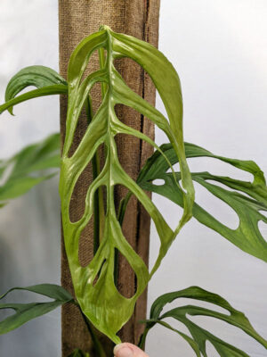 RARE Monstera Obliqua Filamentous (Actual Plant First Pics) – Kens ...