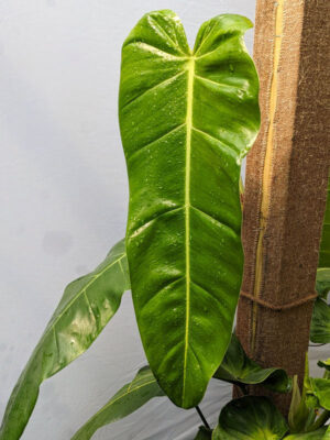 Philodendron Lancigerum (p. saggitifolium narrow form) Actual Plant ...