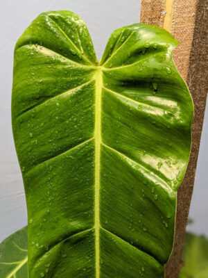 Philodendron Lancigerum (p. saggitifolium narrow form) Actual Plant ...