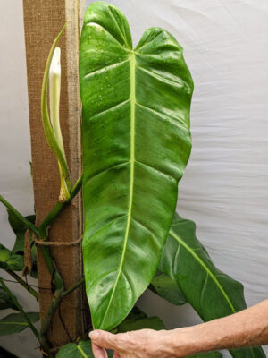 Philodendron Lancigerum (p. saggitifolium narrow form) Actual Plant ...