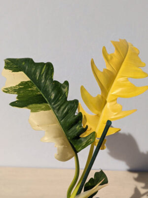 XL Philodendron Variegated Albo Ring of Fire (1 of a kind actual plant ...