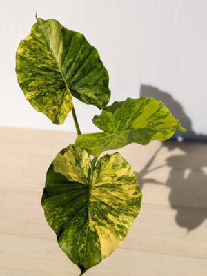 Alocasia Odora Maui Splash Elephant Ear (Excellent Variegation Actual ...