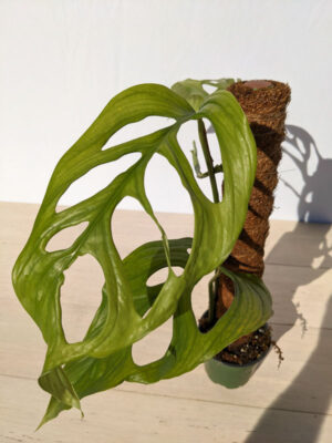 RARE Monstera Obliqua Filamentous (Actual Plant First Pics) – Kens ...