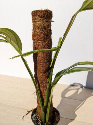 RARE Monstera Obliqua Filamentous (Actual Plant First Pics) – Kens ...