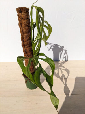 RARE Monstera Obliqua Filamentous (Actual Plant First Pics) – Kens ...