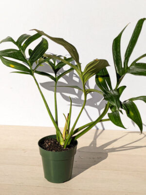Monstera Spruceana Mature Form (actual plant first 4 pics) Video Below ...