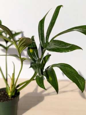 Monstera Spruceana Mature Form (actual plant first 4 pics) Video Below ...