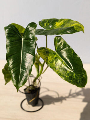 Philodendron Burle Marx Aurea Variegata (Excellent Variegation, Actual ...