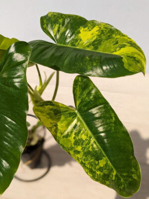 Philodendron Burle Marx Aurea Variegata (Excellent Variegation, Actual ...