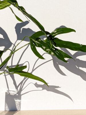 Large Philodendron Holtonianum Trilobe (Actual Plant) – Kens Philodendrons