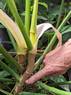 Mature Philodendron Holtonianum Trilobe (Fresh Mature Top Cut) – Kens ...