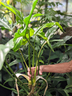 Mature Philodendron Holtonianum Trilobe (Fresh Mature Top Cut) – Kens ...