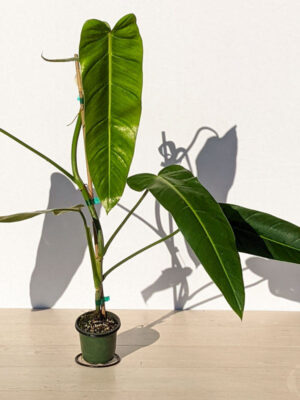 Philodendron Lancigerum (p. saggitifolium narrow form) Plant in 4 ...