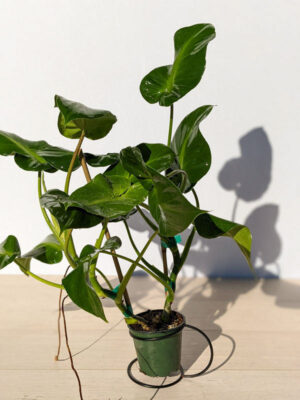 HUGE Philodendron Rugosum Sow’s Ear (Actual Plant) – Kens Philodendrons