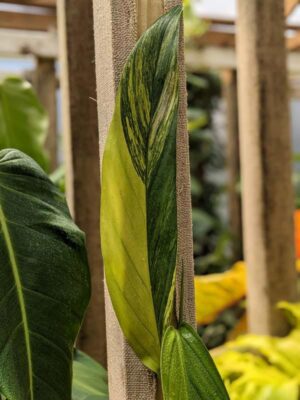 Epipremnum Amplissimum Aurea Variegata (Actual Plant First Photos ...