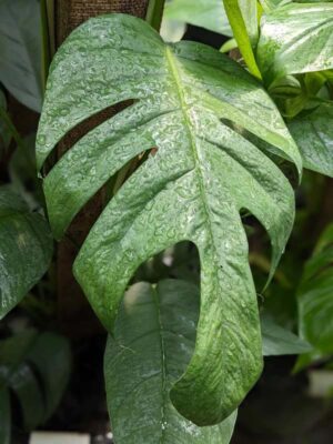 Mature Epipremnum Pinnatum Cebu Blue Plant in 4″ pot (Actual Plant ...