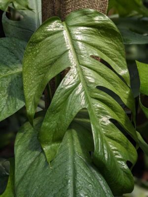 Mature Epipremnum Pinnatum Cebu Blue Plant in 4″ pot (Actual Plant ...