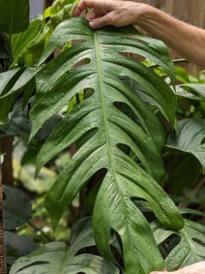 Mature Epipremnum Pinnatum Cebu Blue Plant in 4″ pot (Actual Plant ...