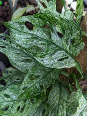 XL Monstera Adansonii European Mint (Mature Actual Plant First 5 Pics) – Kens Philodendrons