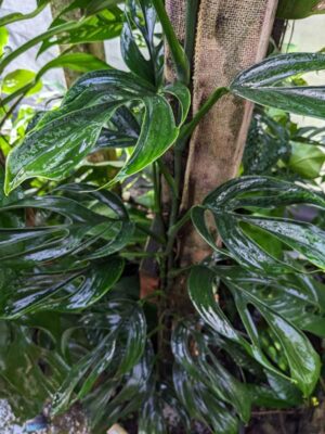 Monstera Aureopinnata Plant – Kens Philodendrons