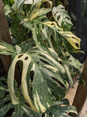 AA Lg. Monstera Deliciosa Cosmos Variegata Large Form (Actual Plant ...