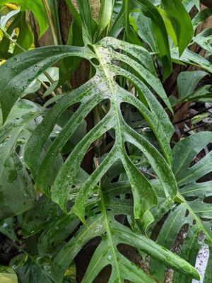 Very Large Monstera Deliciosa Sierrana (Actual Plant First Pics) – Kens ...