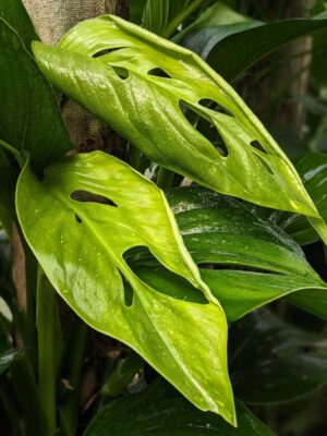 RARE Monstera Dwyeri Croat Hawaii Plant – Kens Philodendrons