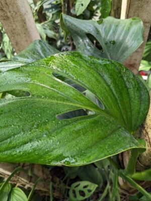 Lg. RARE Monstera Egregia Plant – Kens Philodendrons