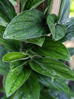 Monstera Karstenianum Plant – Kens Philodendrons