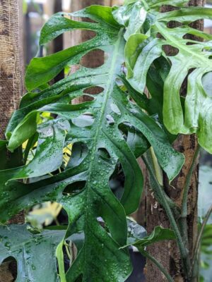 Lg. Monstera Punctulata – Kens Philodendrons