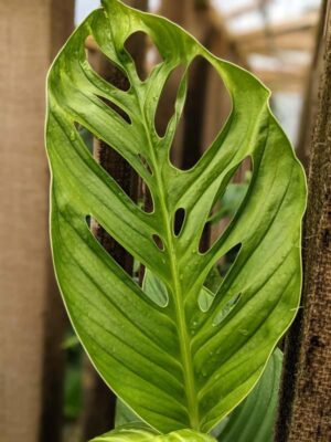 Lg. Monstera Radicans Plant – Kens Philodendrons