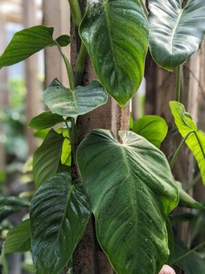 Philodendron Angel Plant in 4″ Round Pot – Kens Philodendrons