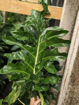Lg Philodendron Bob Cee Plant in 4” pot (Actual Plant First Photos ...