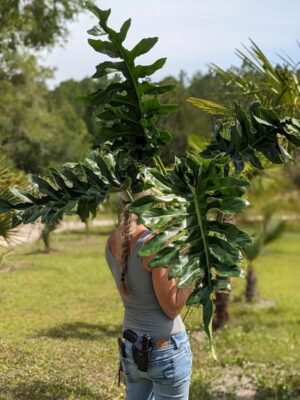 Lg Philodendron Bob Cee Plant in 4” pot (Actual Plant First Photos ...