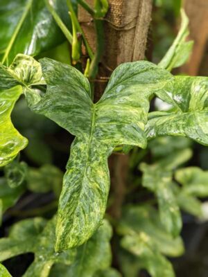 Philodendron Bipennifolium Splash Plant in 2x2x3″ pot – Kens Philodendrons