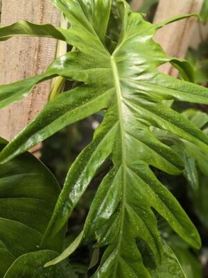 Climbing Philodendron – Kens Philodendrons