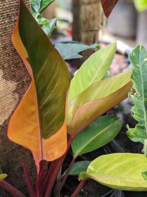 NEW RELEASE! Philodendron Firebird Plant in 4″ Round Pot (Actual Plant ...