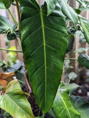 Philodendron Lancigerum (p. saggitifolium narrow form) Actual Plant ...