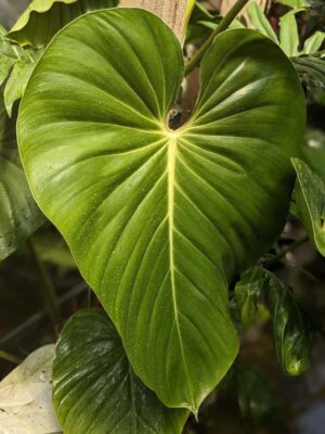 Philodendron Lynamii Plant in 6″ Round Pot (Actual Plant First Photos ...