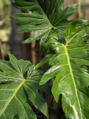 Philodendron Mayio Tropical Fern Leaf Plant in 4″ pot – Kens Philodendrons
