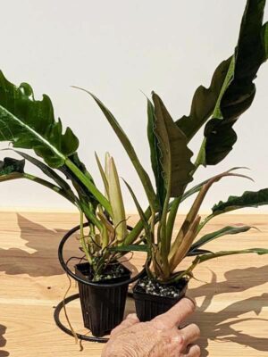 Philodendron Narrow Tiger Tooth Plant in 2x2x3” pot – Kens Philodendrons