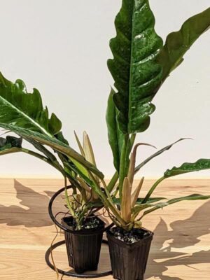 Philodendron Narrow Tiger Tooth Plant in 2x2x3” pot – Kens Philodendrons