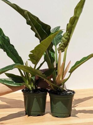 Philodendron Narrow Tiger Tooth Plant in 4” pot – Kens Philodendrons