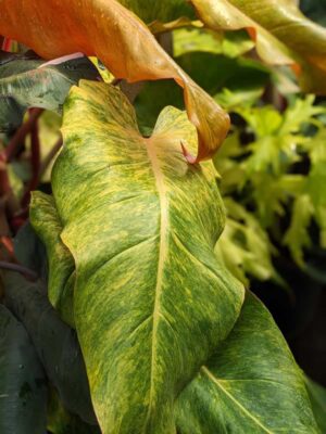 Lg. Philodendron Quad Color (Excellent Coloration) – Kens Philodendrons