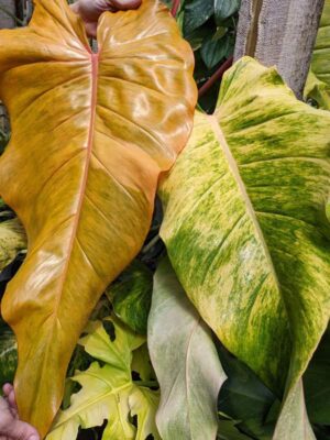 Lg. Philodendron Quad Color (Excellent Coloration) – Kens Philodendrons