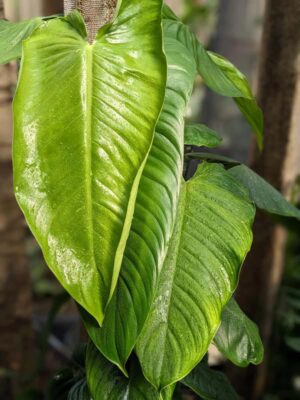 Browse All Plants – Page 11 – Kens Philodendrons