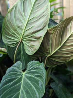 XL Mature Philodendron Verrucosum (Actual Plant First Pics) – Kens ...